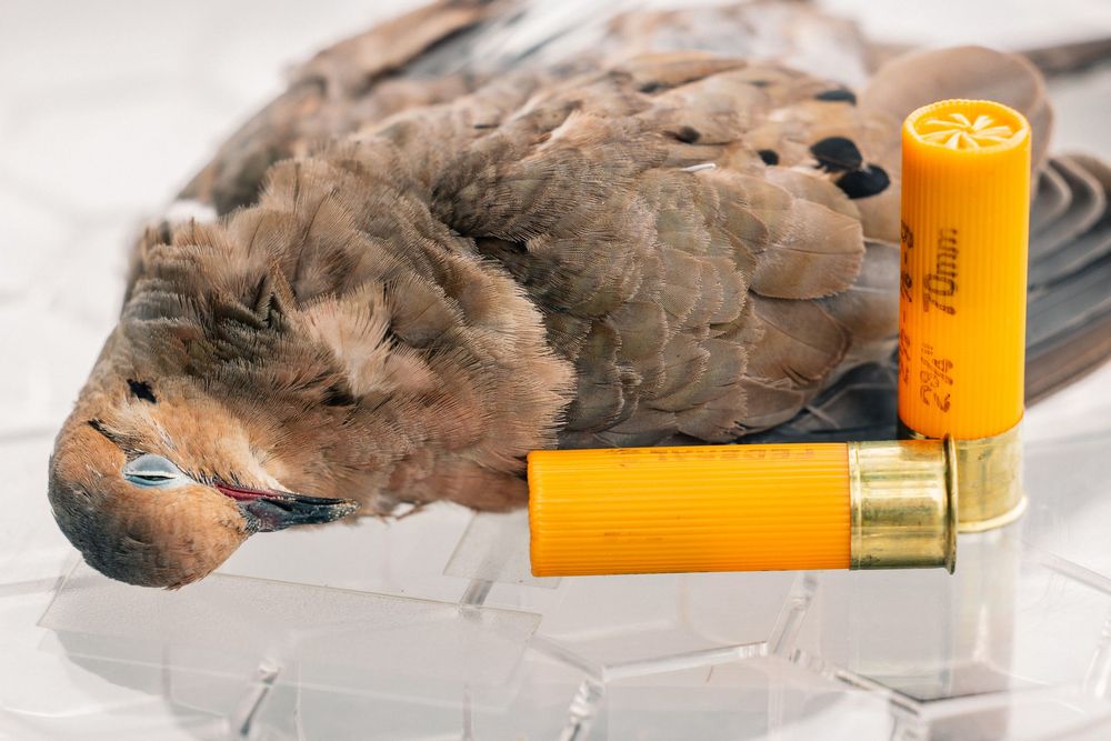 The Ultimate Guide to Dove Hunting (Updated Sep 2024) - AnyCreek