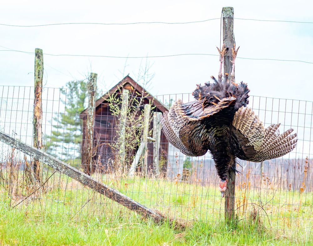 The Best Barbacoa-Style Turkey Recipe (Updated Jan 2024) - AnyCreek