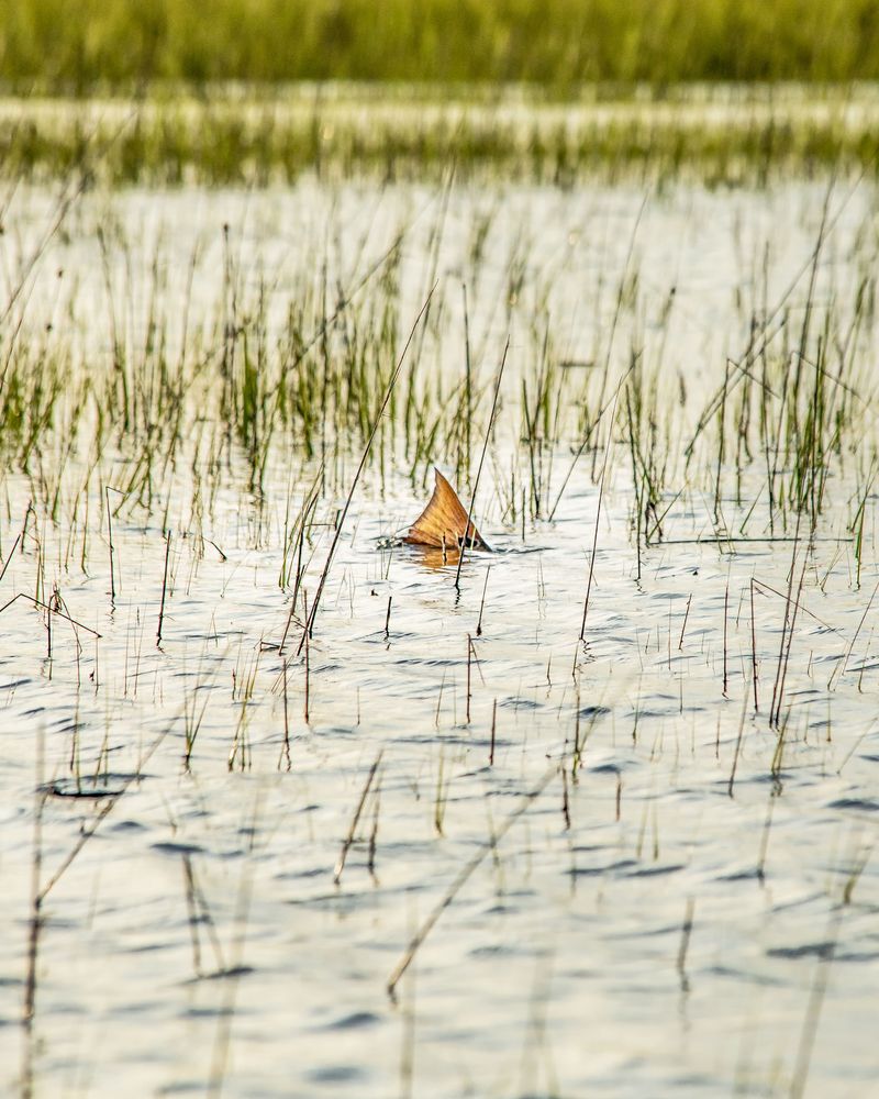 How to catch redfish on a flood tide | Captain William Cochran of ...