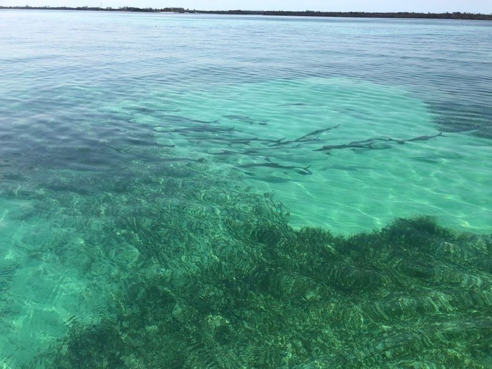 The Beginner's Guide to Flats Fishing | flats fishing, tarpon fishing ...