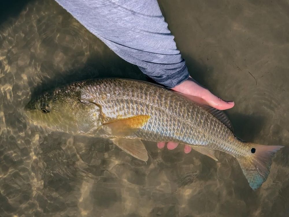 What is an Inshore Grand Slam? | Tarpon fishing, redfish fishing, snook ...