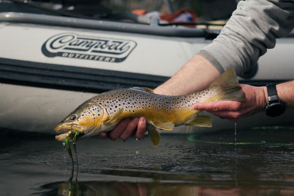 How to Match a Fly Hatch | Tips for Success When Fly Fishing (Updated ...